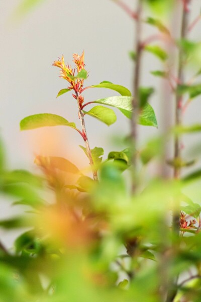 Glanzmispel Photinia fraseri Red Robin Hecke 125-150 Ballen | Heijnen ...
