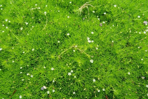 Sagina subulata (Sternmoos) kaufen P9 | Heijnen Pflanzen