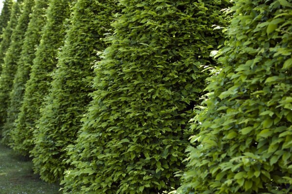 Rotbuche Fagus Sylvatica Hecke 100-125 Wurzel | Heijnen Pflanzen